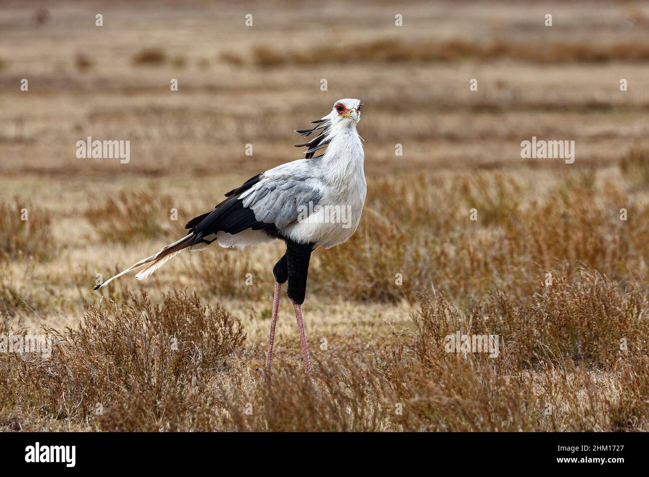 Secretary bird, large bird of prey, Sagittarius serpentarius, long legs ...
