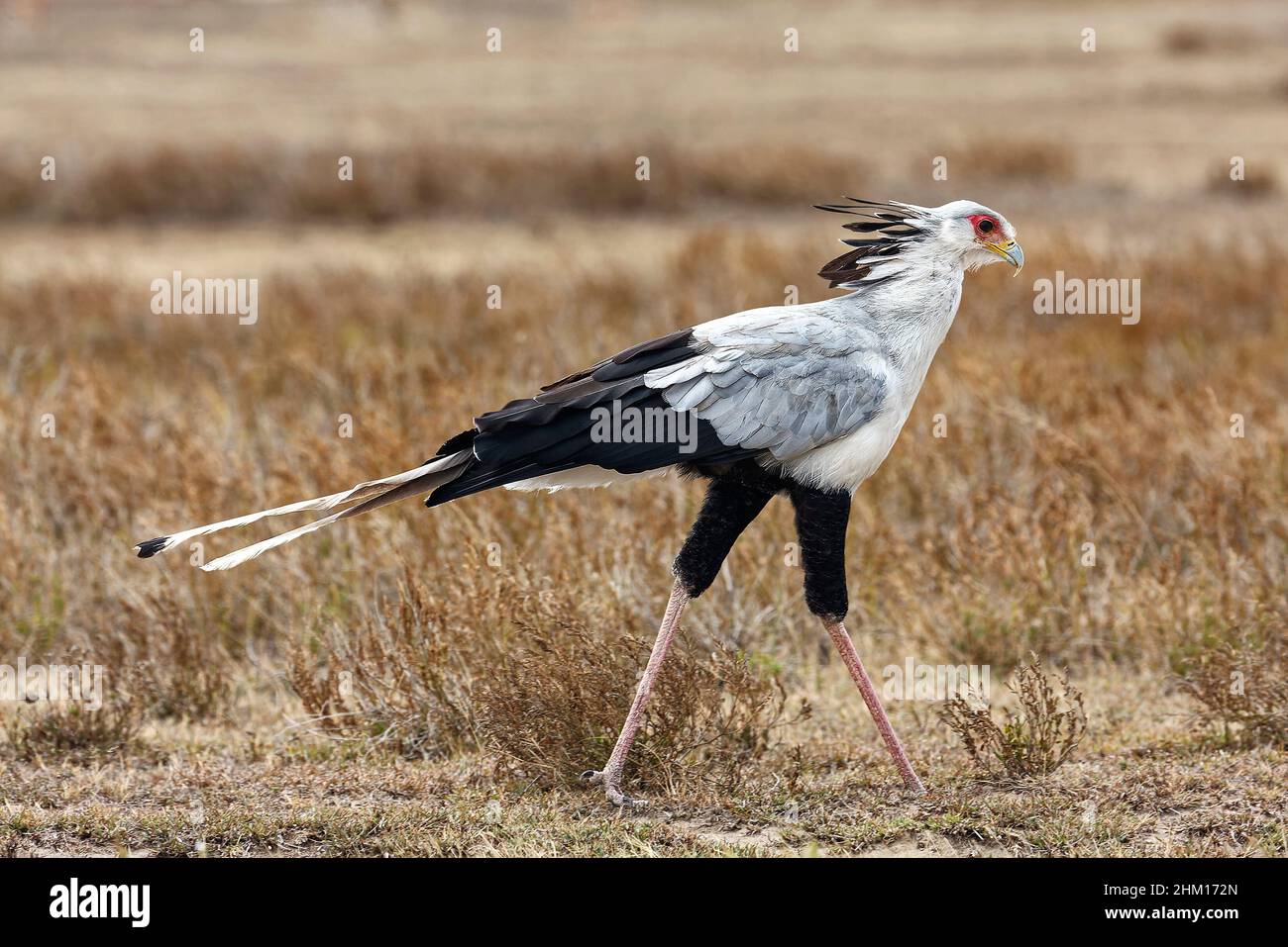 Secretary bird walking, motion, large bird of prey, Sagittarius ...