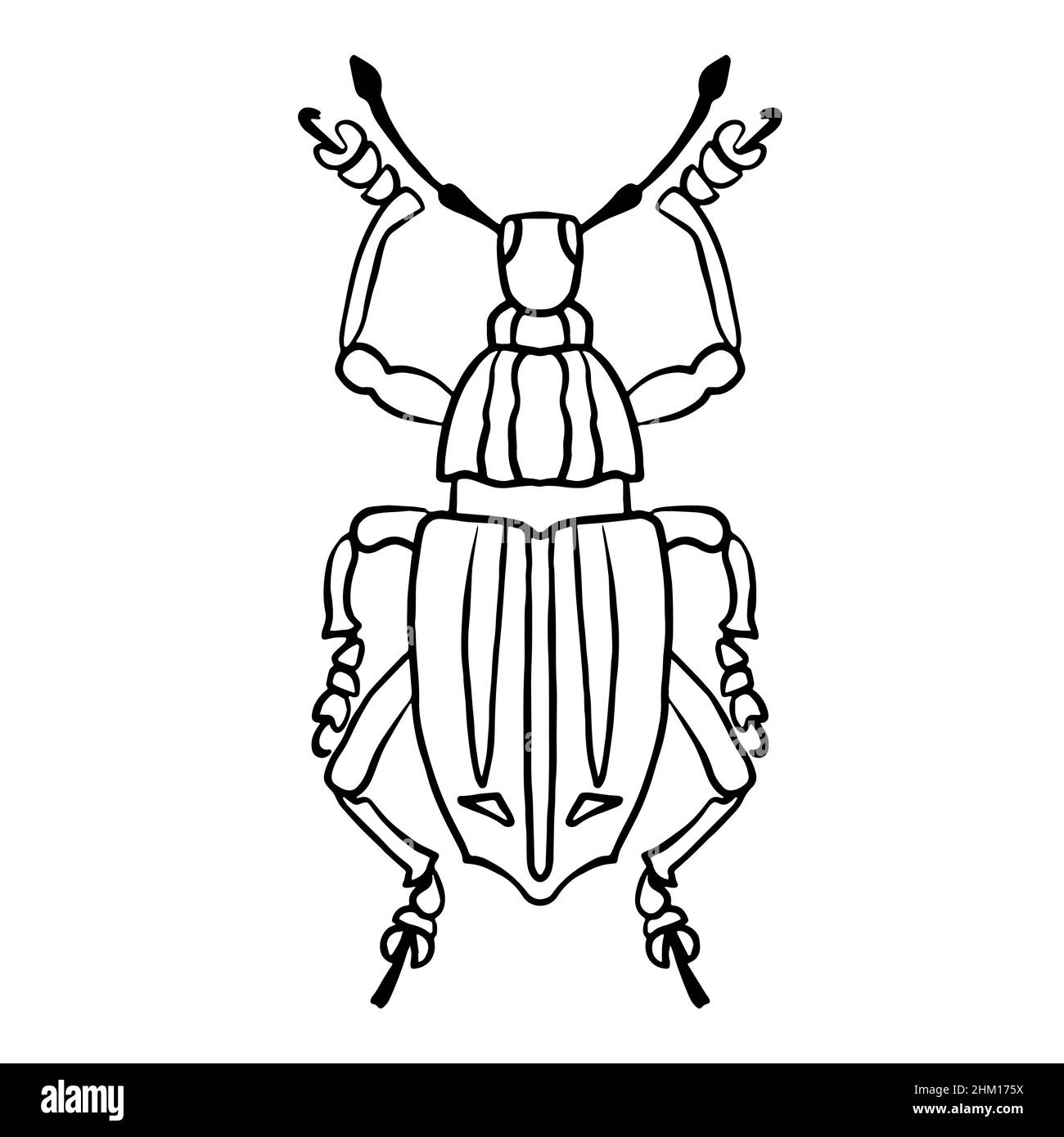 Isolated contour drawing of a beetle on a white background. Doodle ...