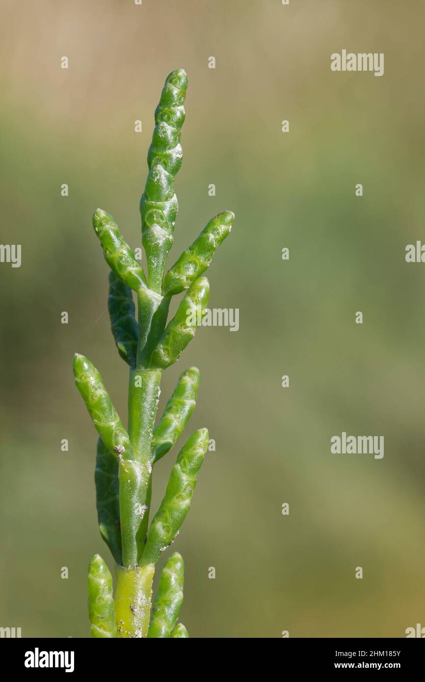 Salicornia salt marsh hi-res stock photography and images - Alamy