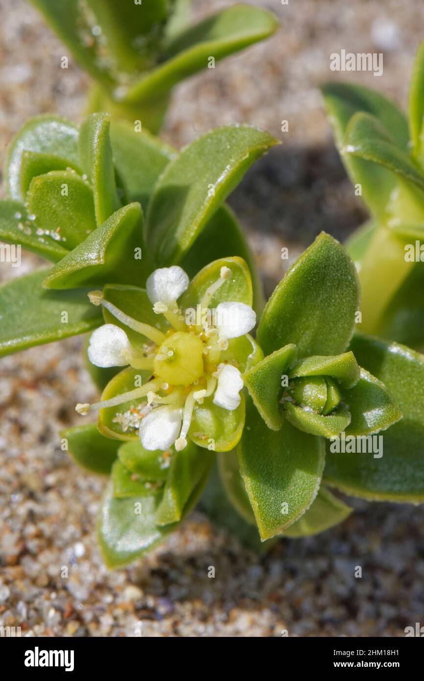 Sandwort wales hi-res stock photography and images - Alamy