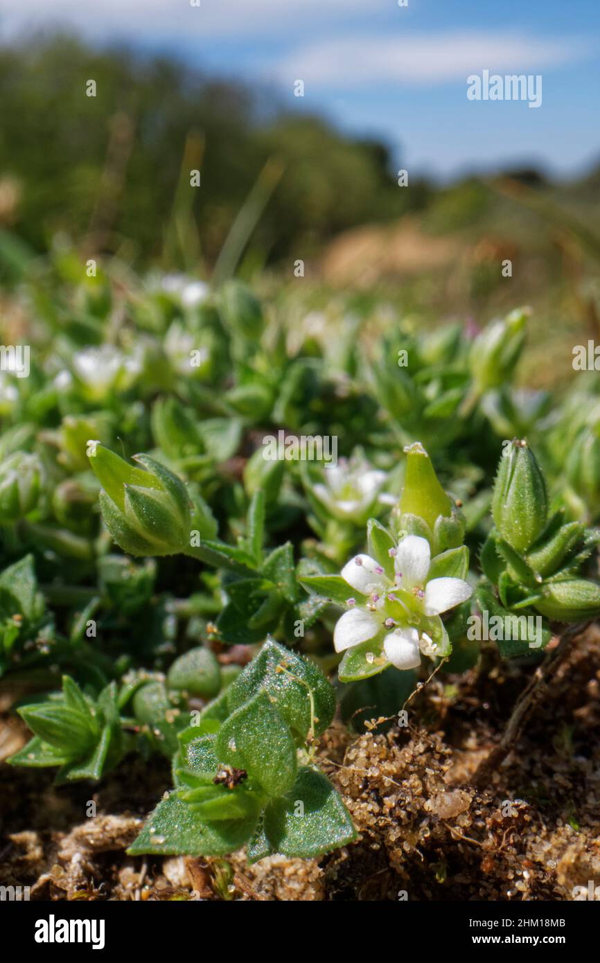Arenaria serpyllifolia hi-res stock photography and images - Alamy