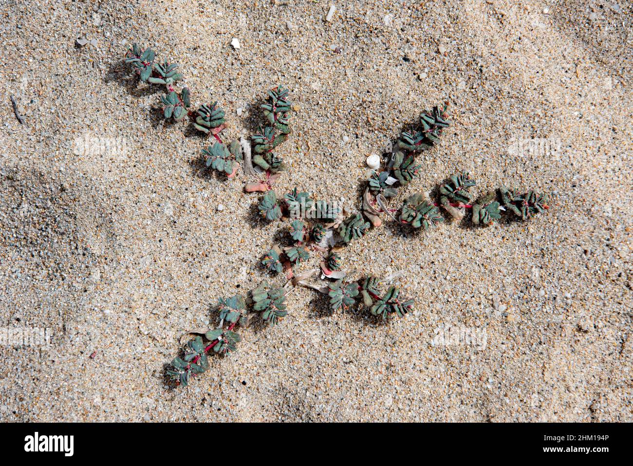 flora on the beach, on duna Stock Photo - Alamy