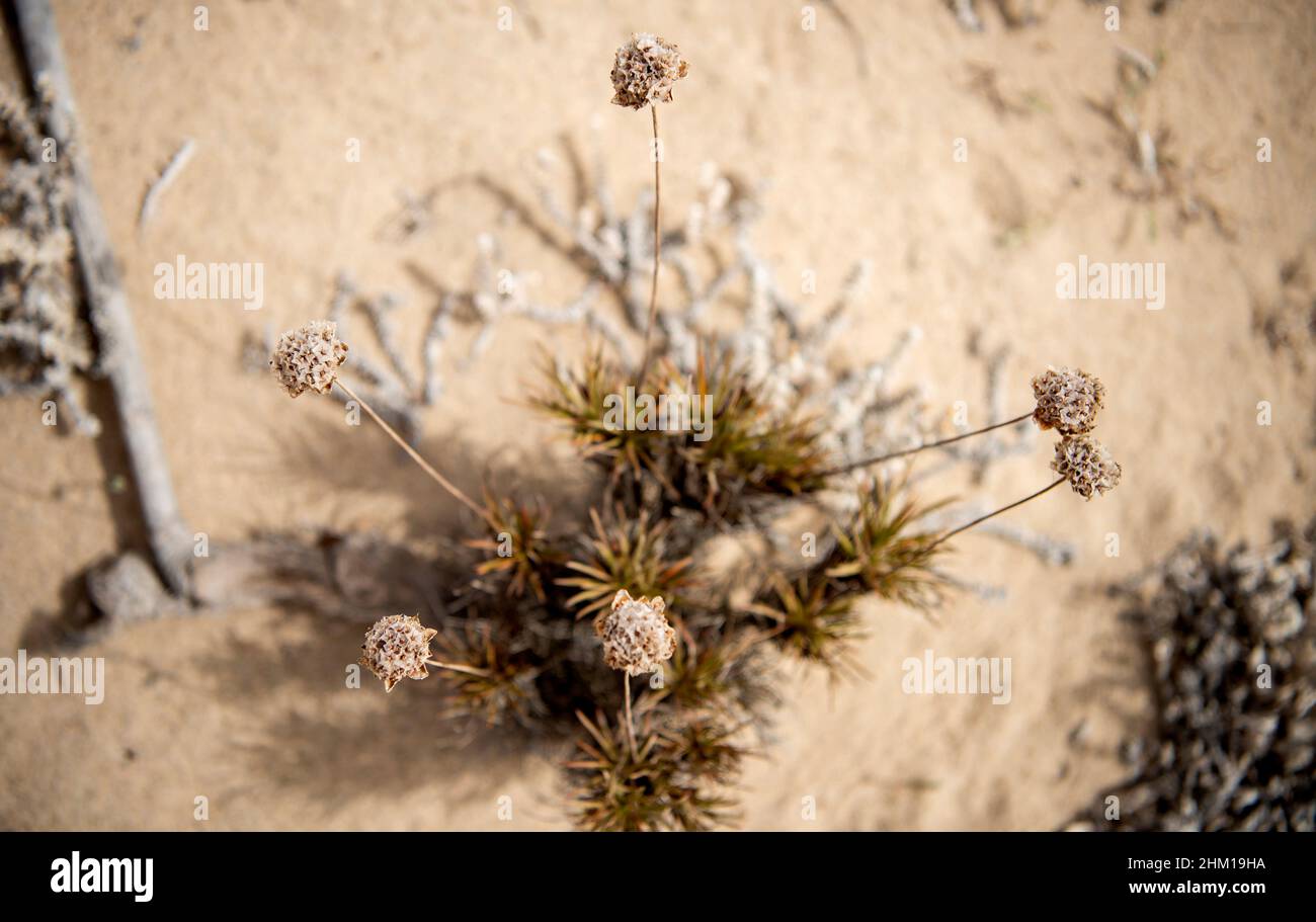 flora on the beach, on duna Stock Photo - Alamy