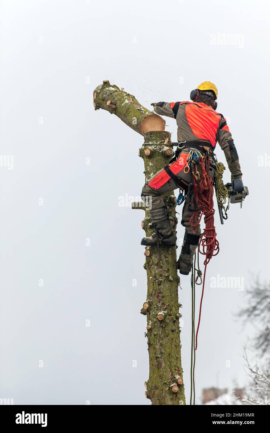 Arborist in safety harness cutting spruce with chainsaw from height ...