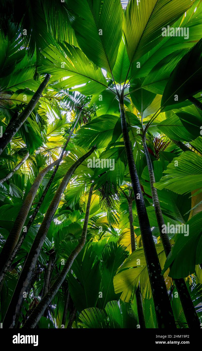 Palm tree leaves forming beautiful green shades Stock Photo - Alamy