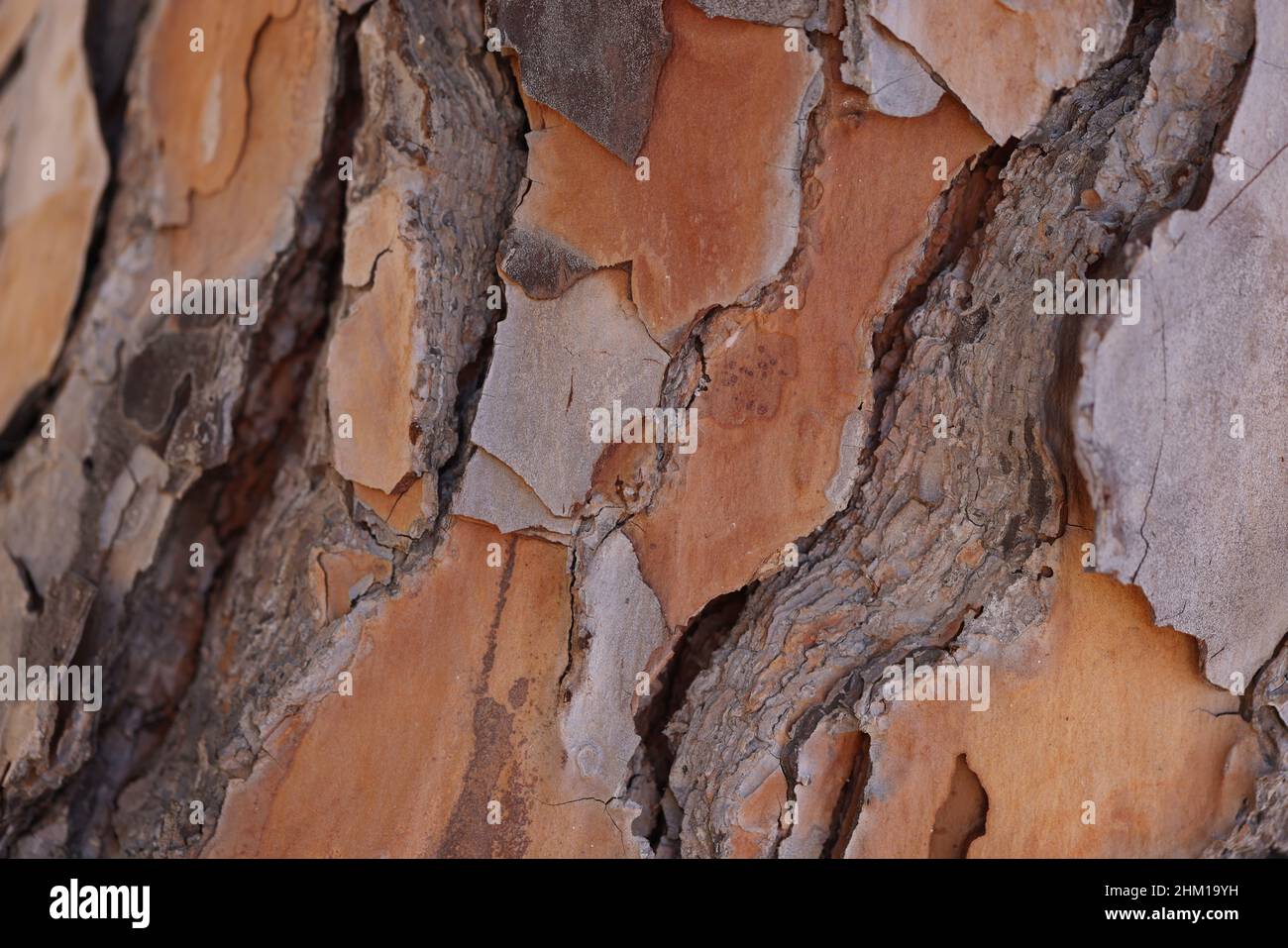 Old cracked bark on a tree, close-up, wallpaper Stock Photo - Alamy