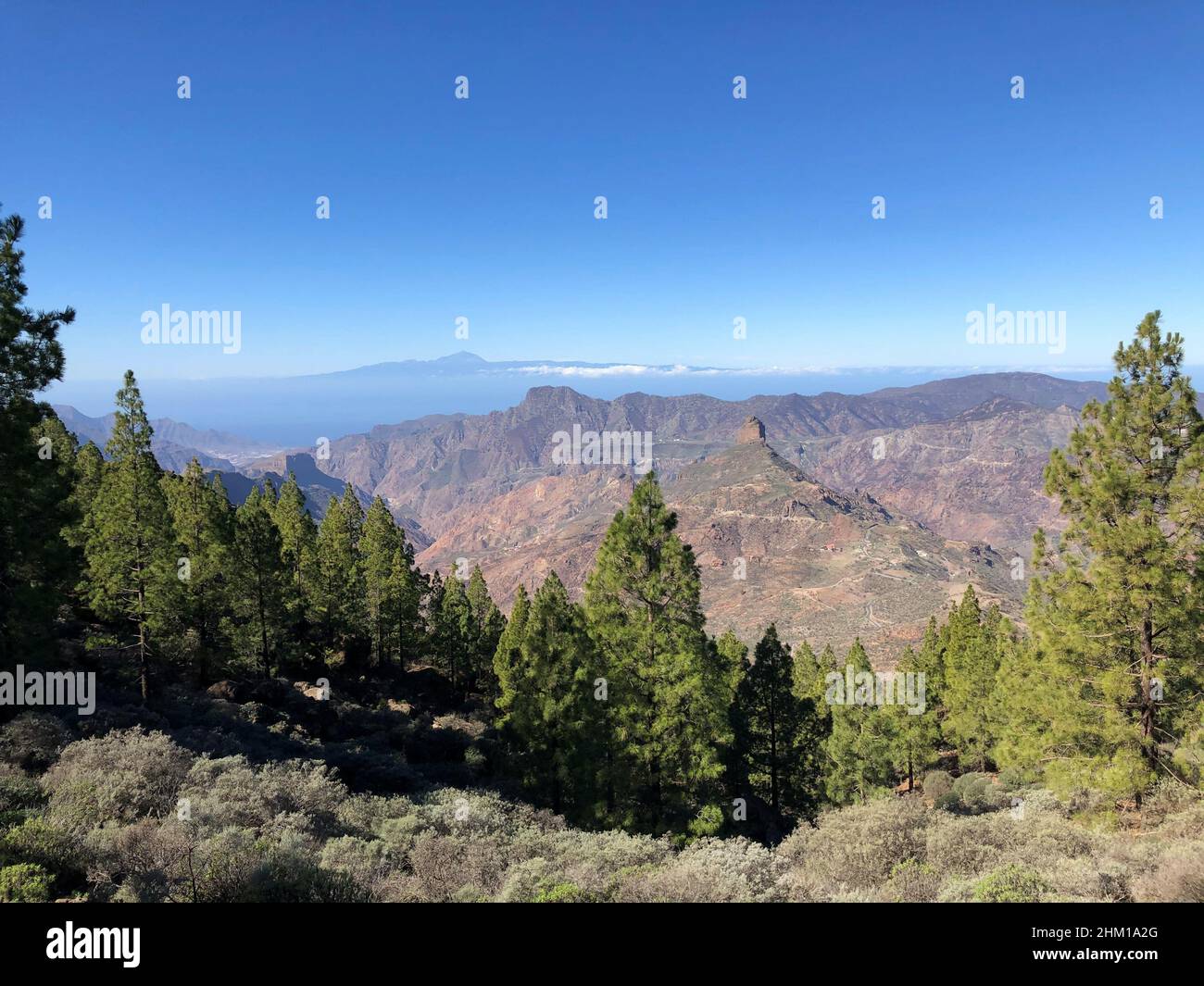 Beautiful view of trees with Teide mountain, Gran Canaria Stock Photo ...