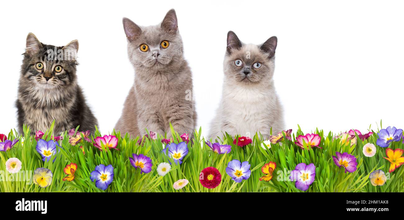 Panorama of a fresh meadow with cats Stock Photo - Alamy