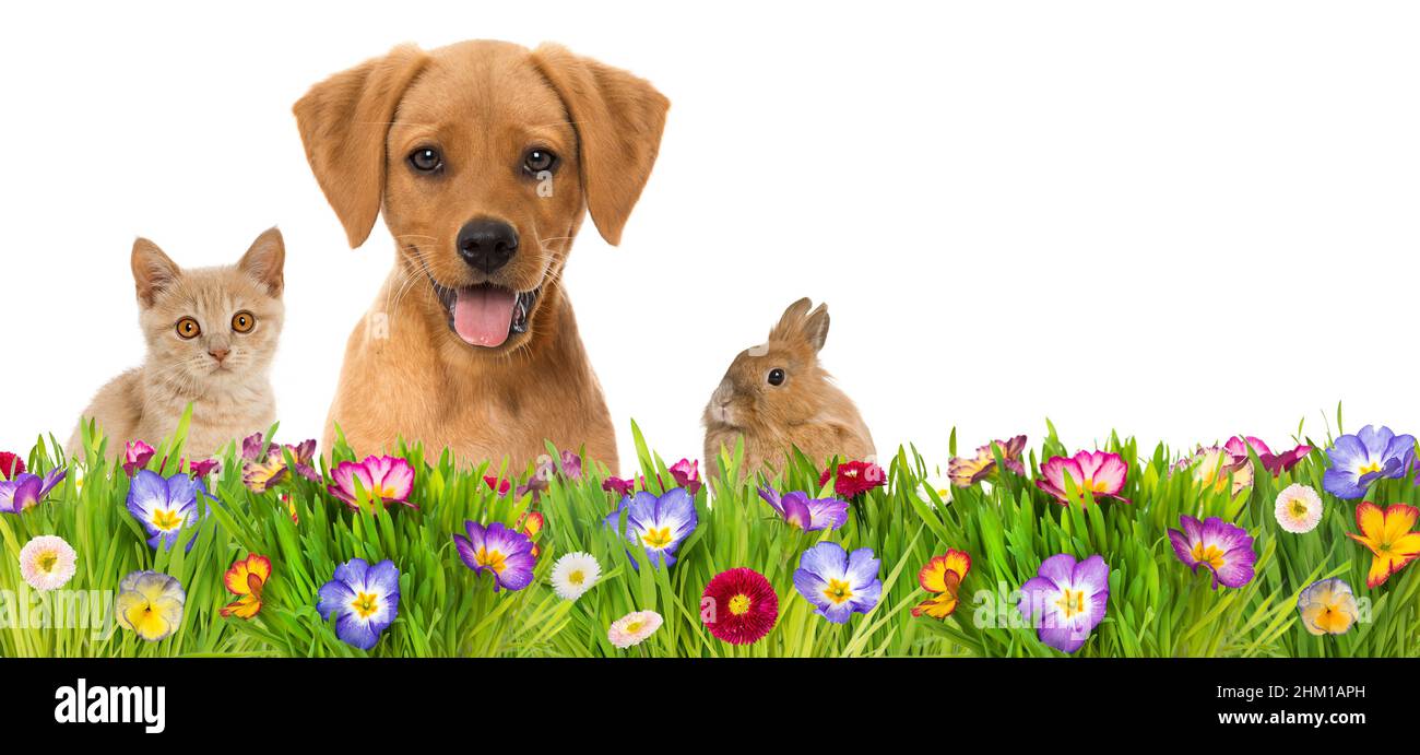 Panorama pets hi-res stock photography and images - Alamy