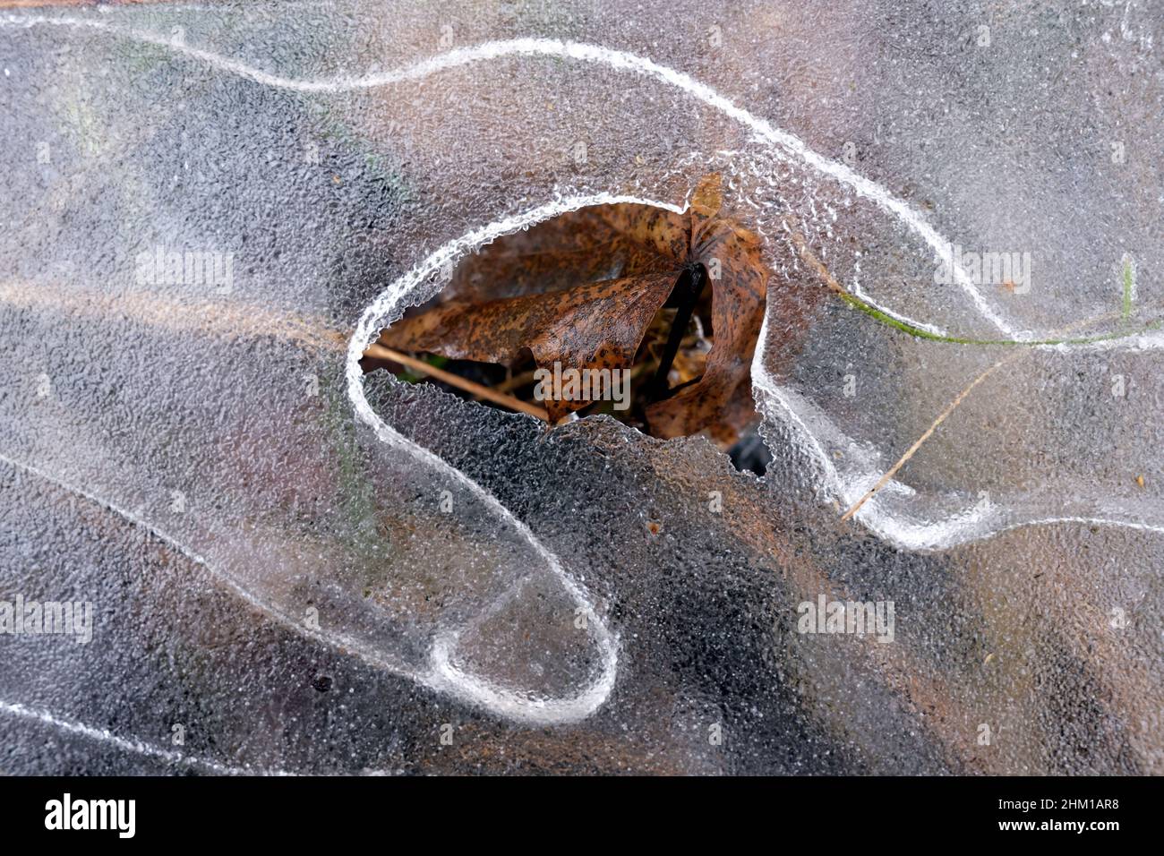 Plants beneath the ice hi-res stock photography and images - Alamy