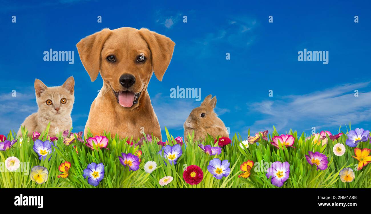 Panorama pets hi-res stock photography and images - Alamy