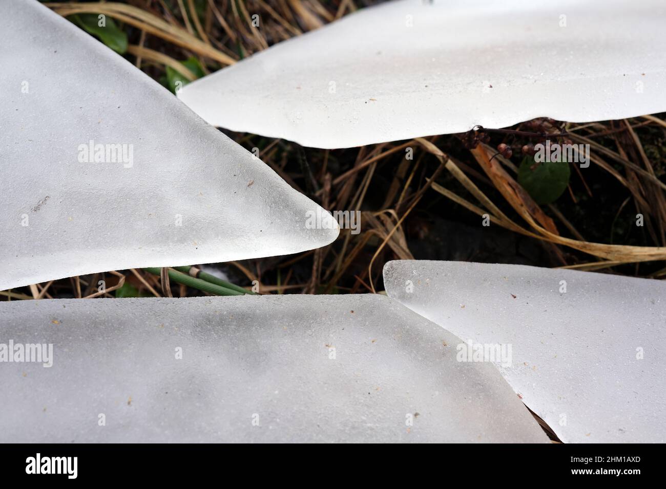 Aquatic plants beneath the ice sheets in closeup Stock Photo - Alamy