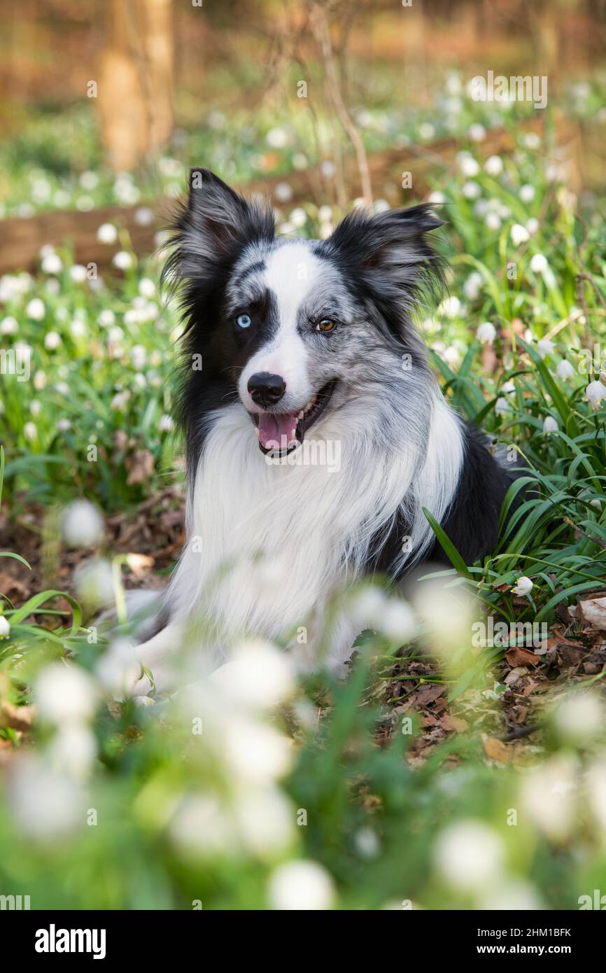 Border collie dog in nature background Stock Photo - Alamy