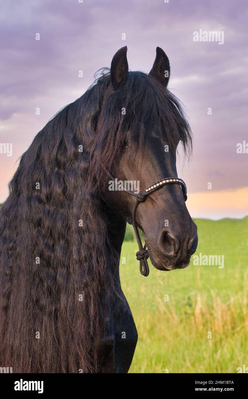 Friesian horse head hi-res stock photography and images - Alamy