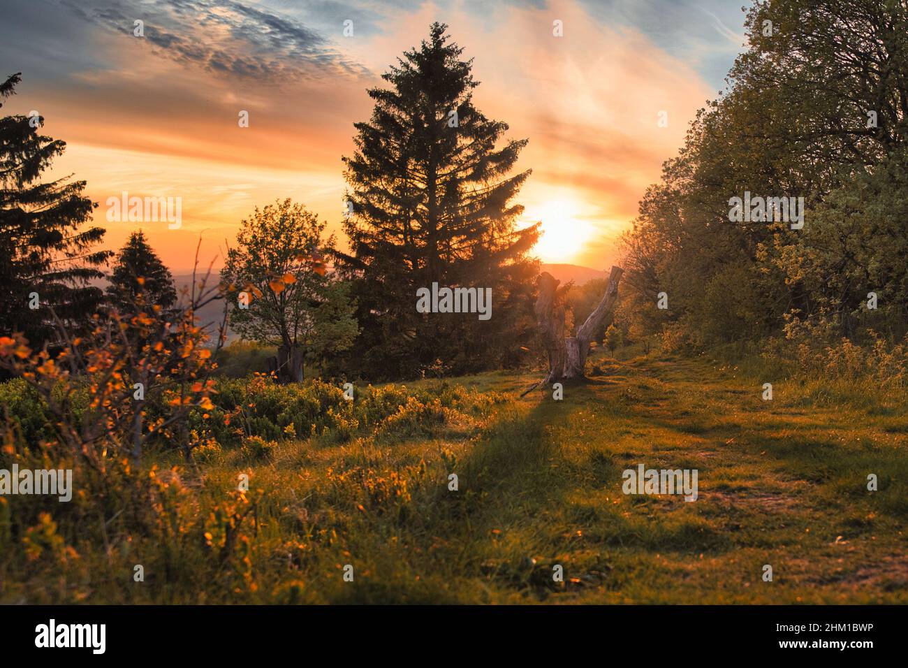 Woodland shadows cast by trees hi-res stock photography and images - Alamy
