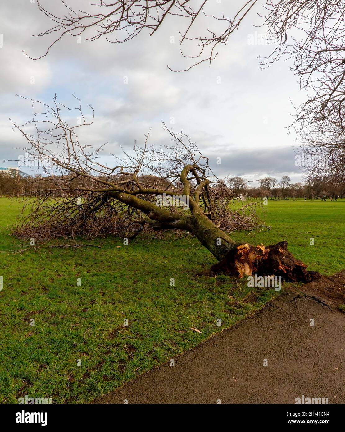 Tree blown down due to high winds in the Meadows, Edinburgh, Scotland ...