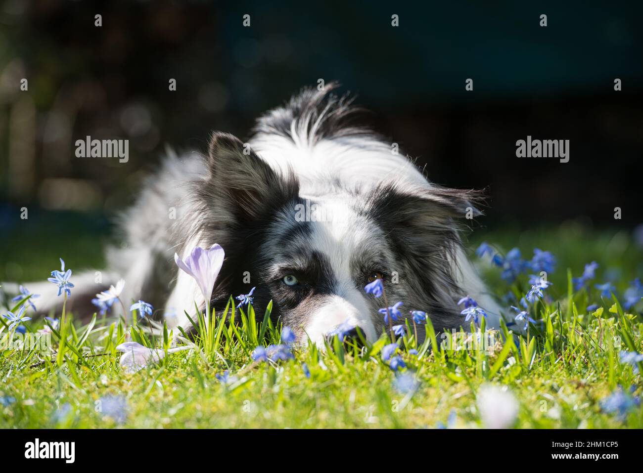 Border Collie dog in a spring meadow Stock Photo - Alamy