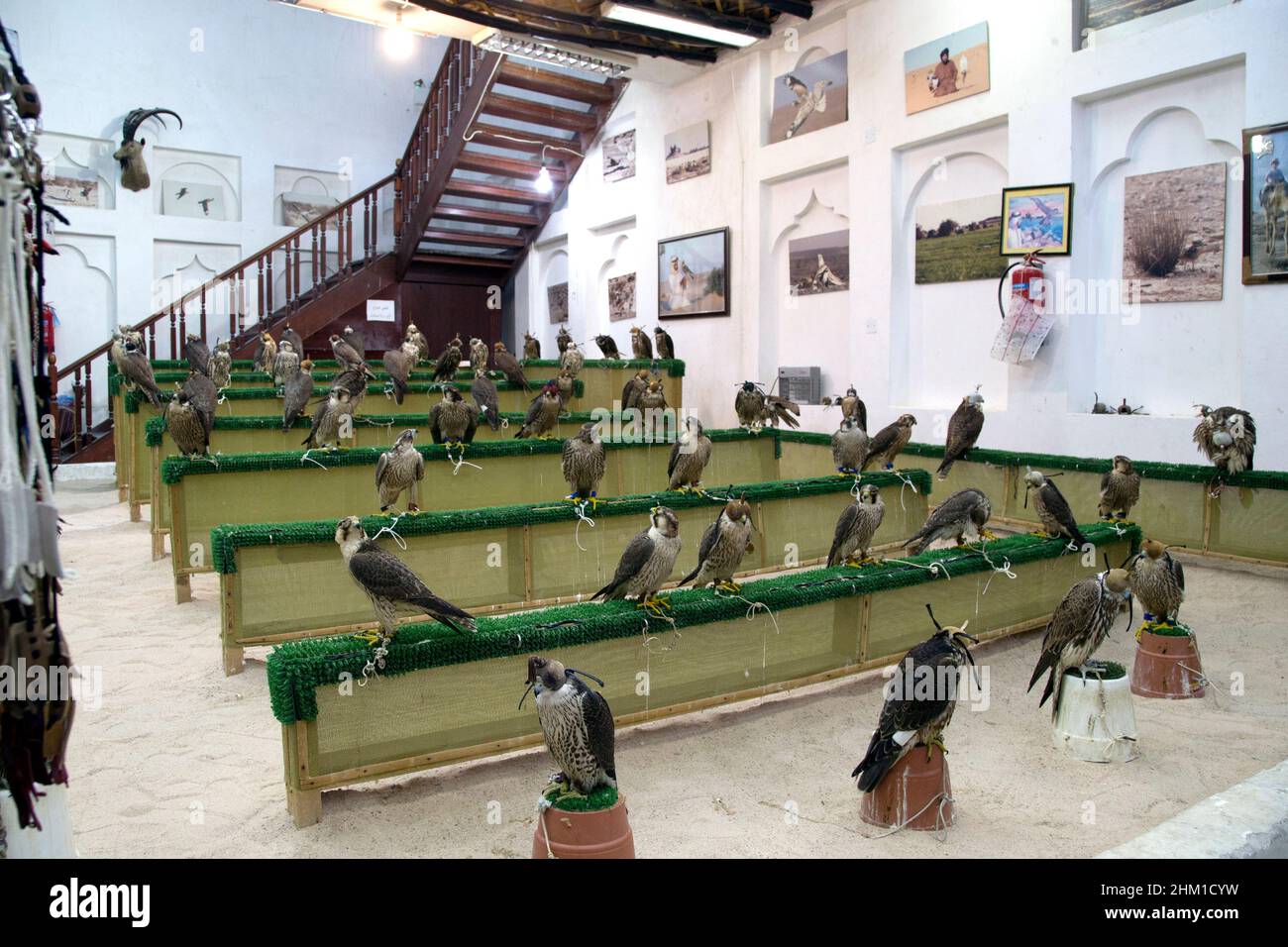 Falcon market in Souq Waqif Doha QATAR Stock Photo - Alamy