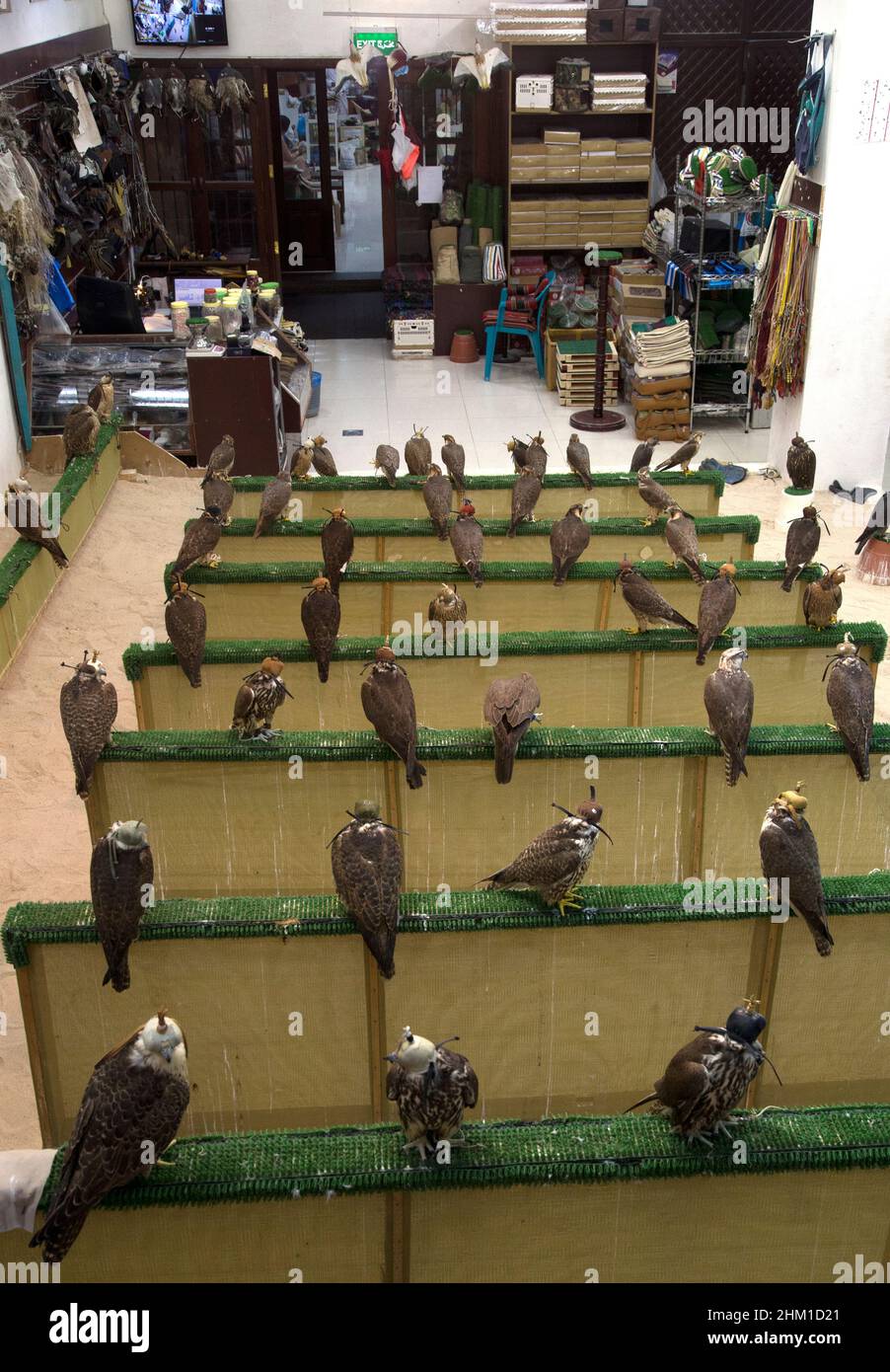 Falcon market in Souq Waqif Doha QATAR Stock Photo - Alamy