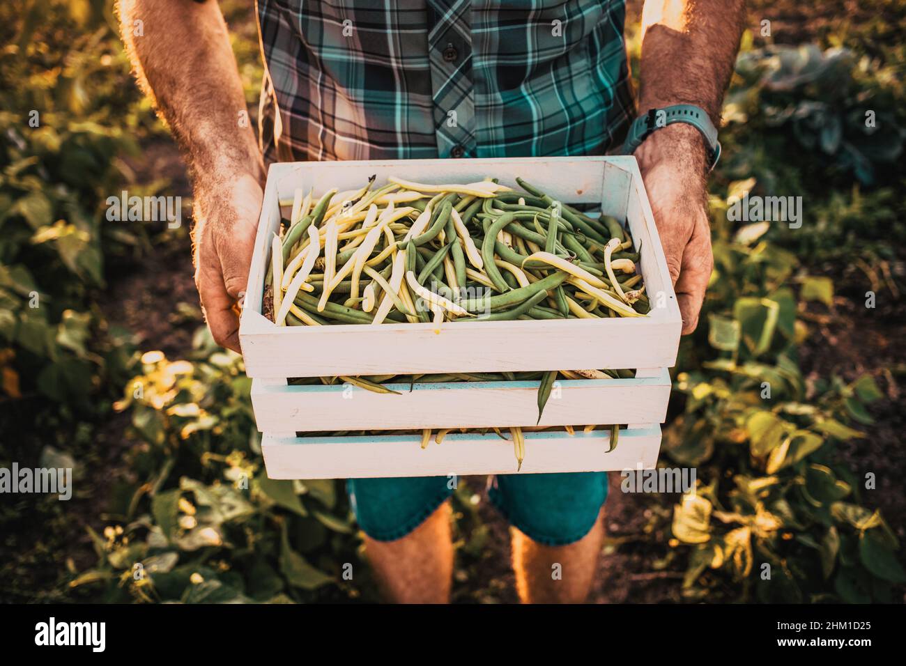 farmer harvesting green beans in garden organic farming concept Stock ...