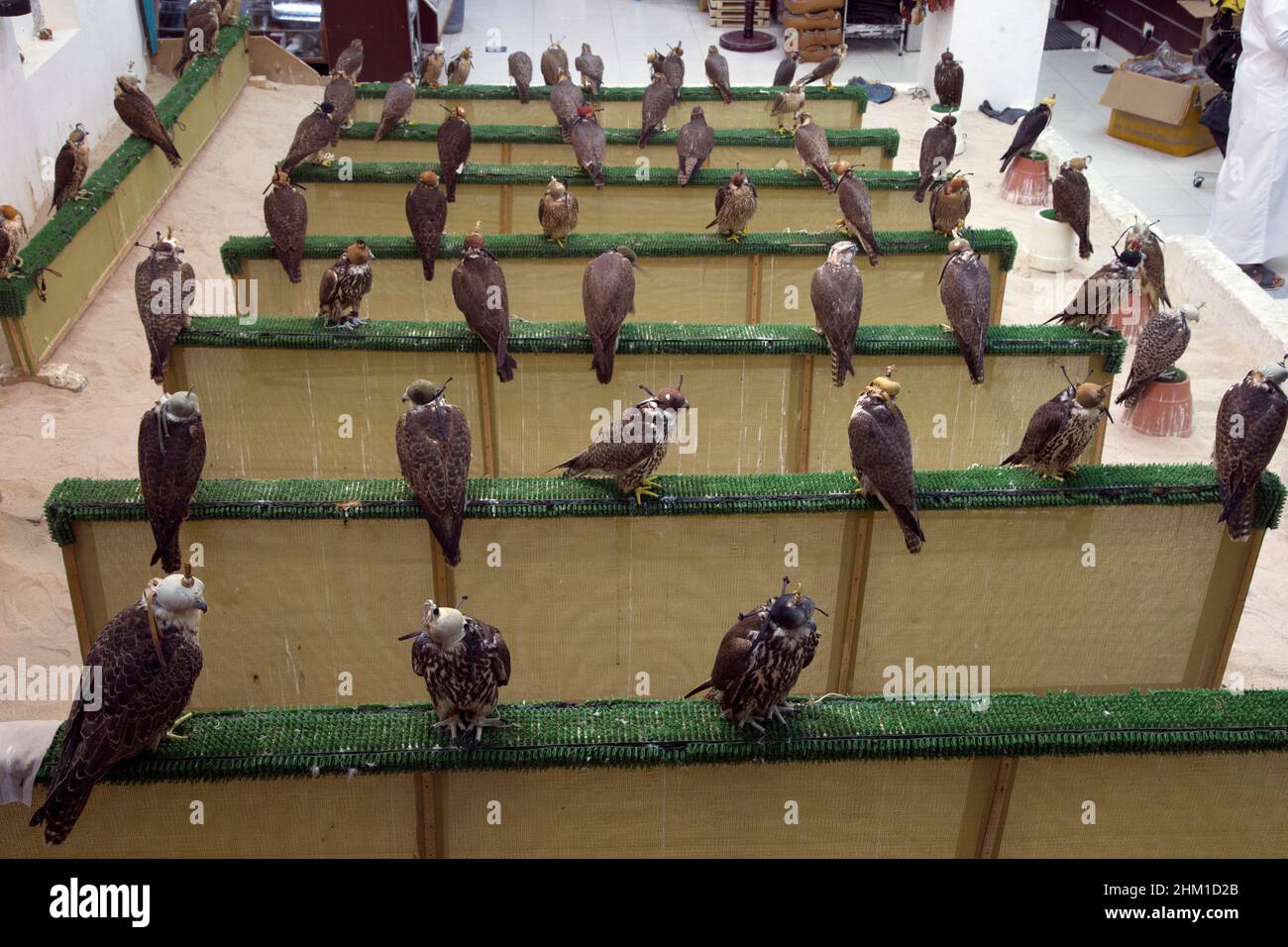 Falcon market in Souq Waqif Doha QATAR Stock Photo - Alamy