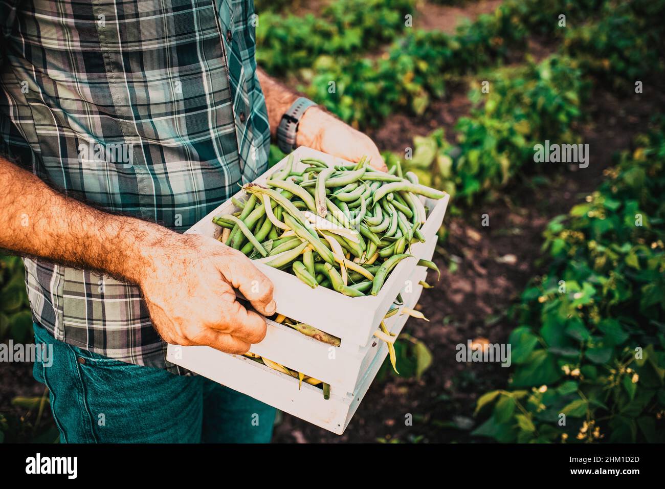 farmer harvesting green beans in garden organic farming concept Stock ...