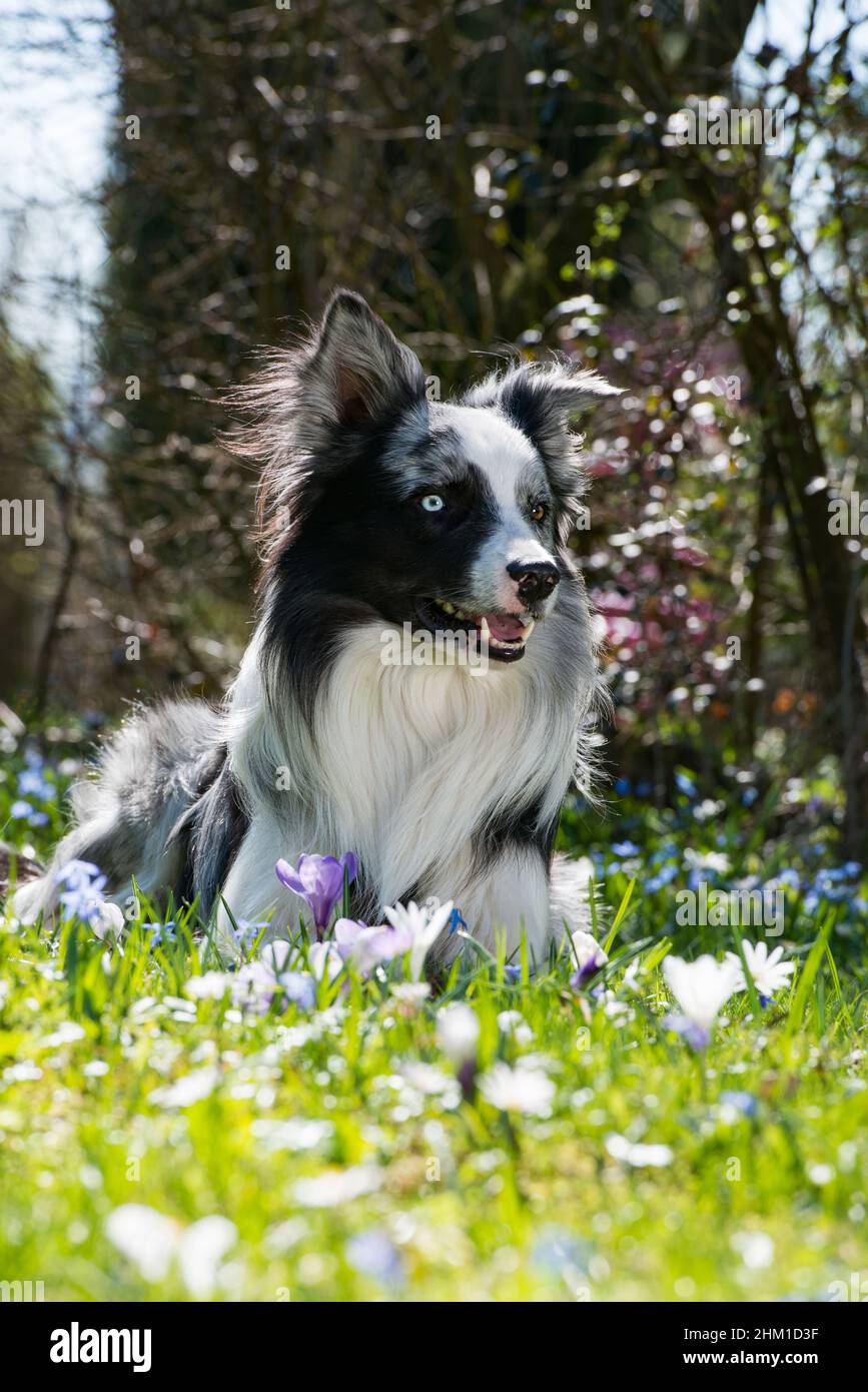 Border Collie dog in a spring meadow Stock Photo - Alamy