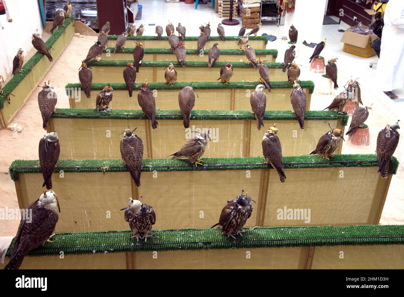 Falcon market in Souq Waqif Doha QATAR Stock Photo - Alamy