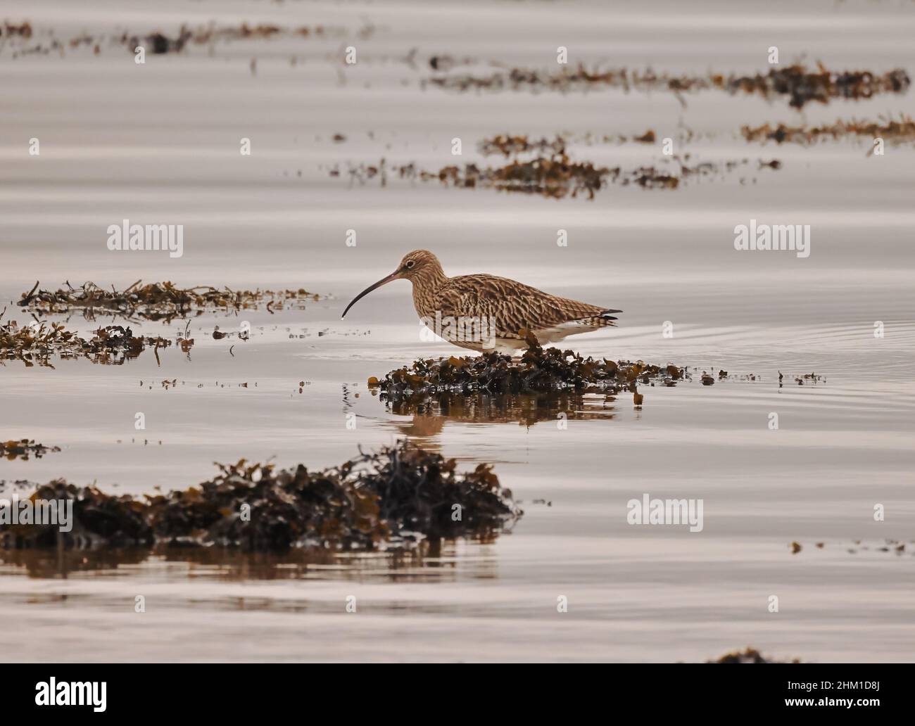 Curlew, bird with a long beak feeding in the water Stock Photo - Alamy