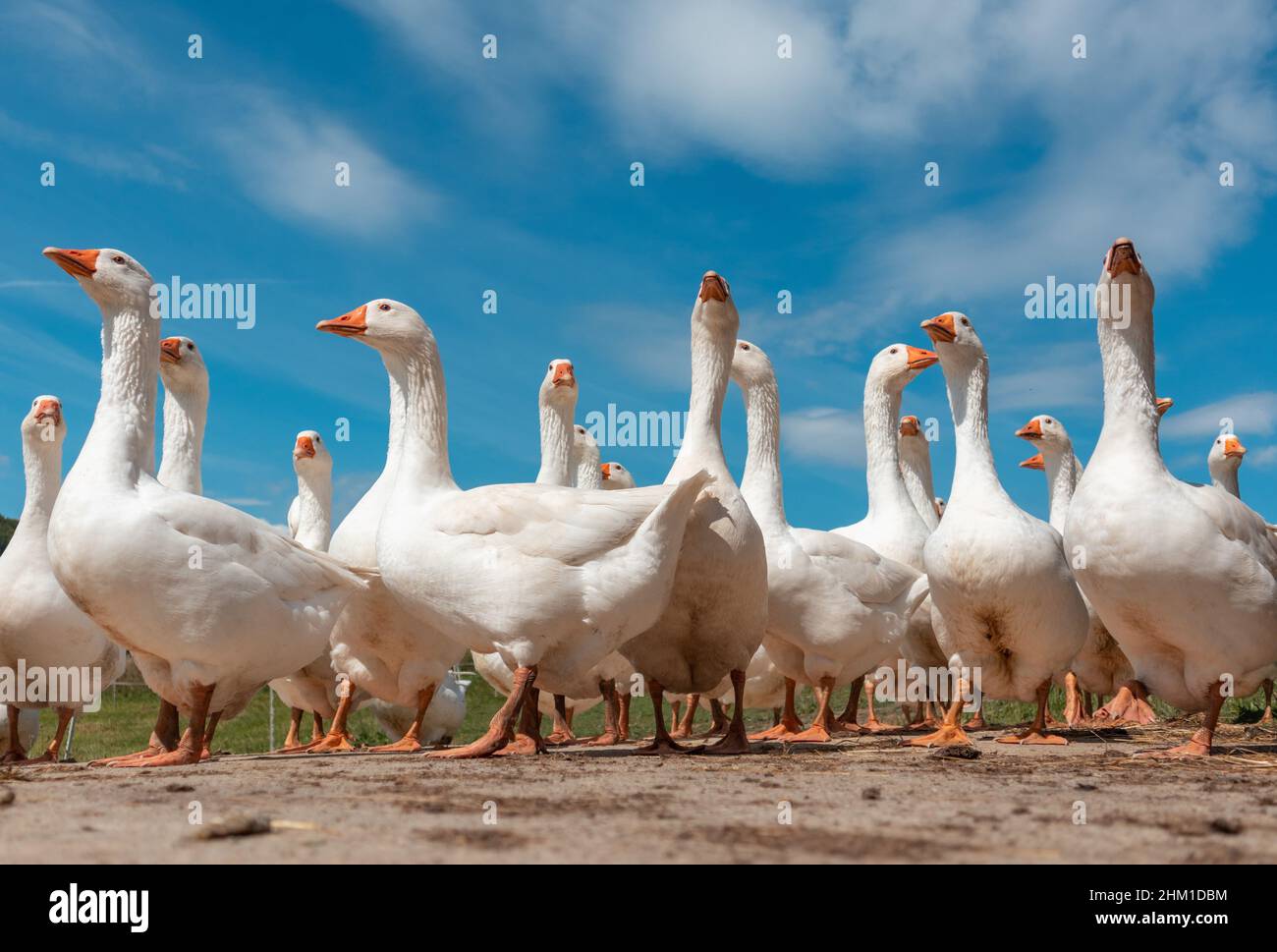 Farm animals in the countryside Stock Photo - Alamy