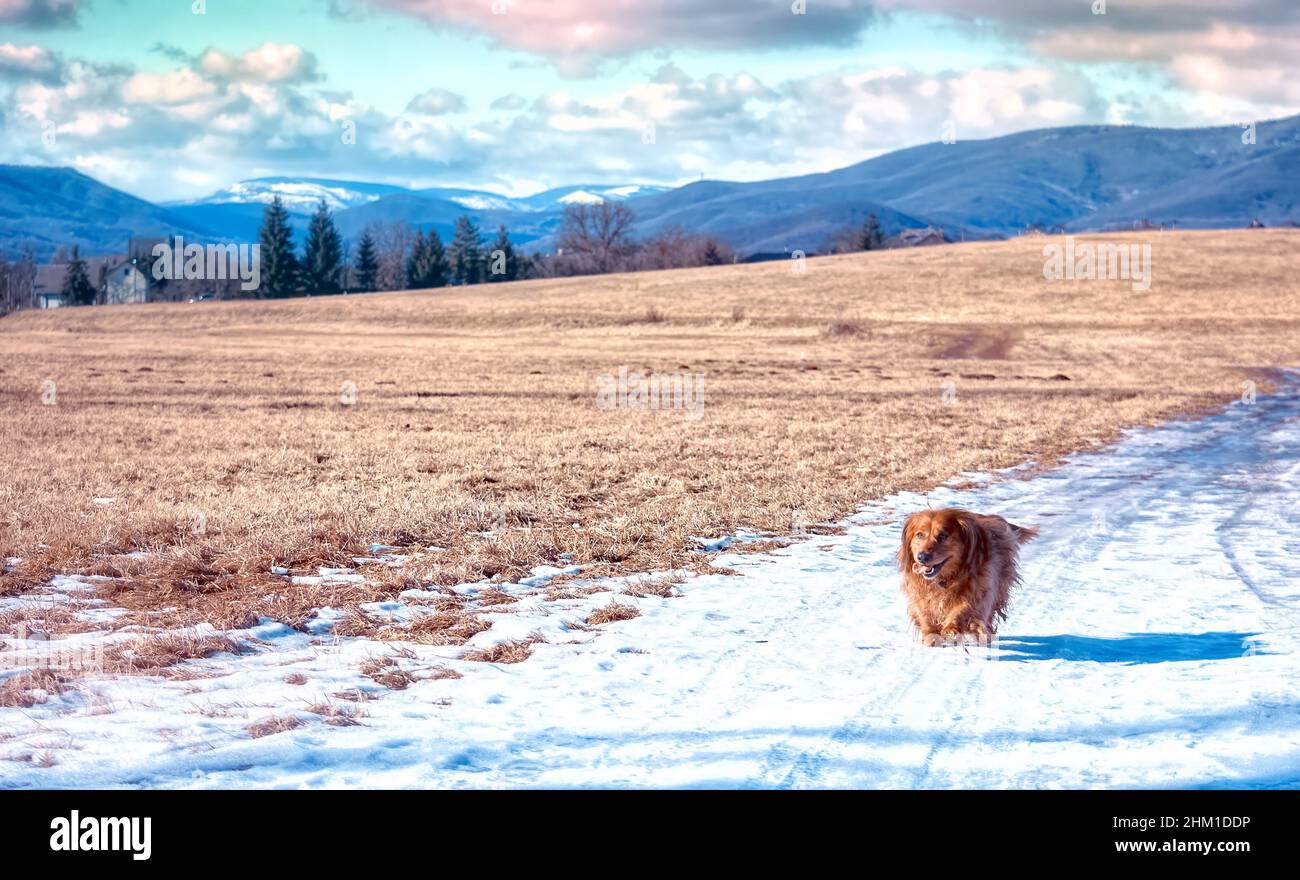 Brown long haired sausage dog in the winter nature Stock Photo - Alamy