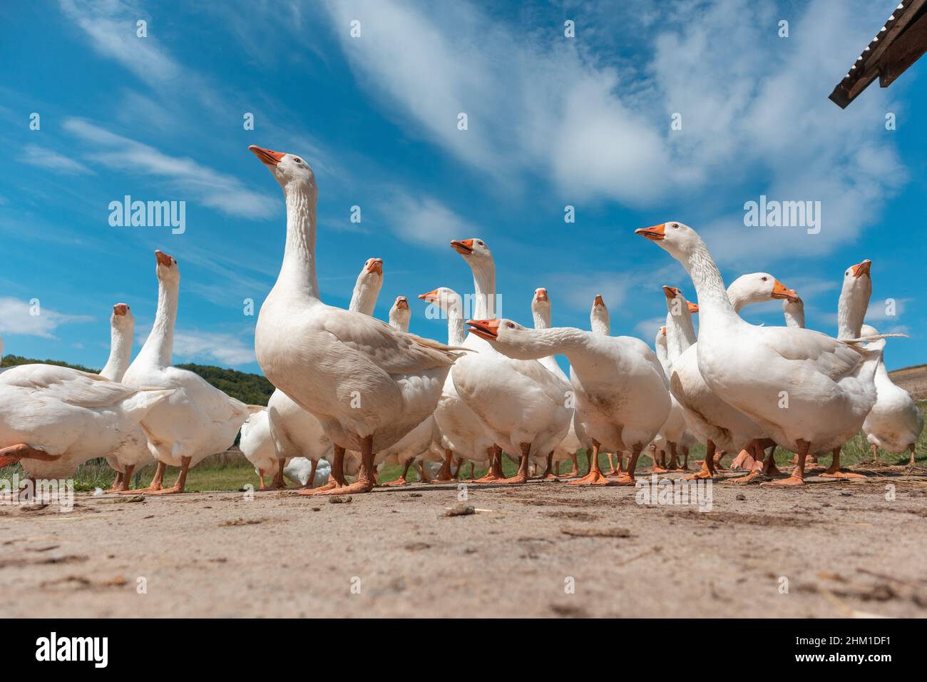 Farm animals in the countryside Stock Photo - Alamy