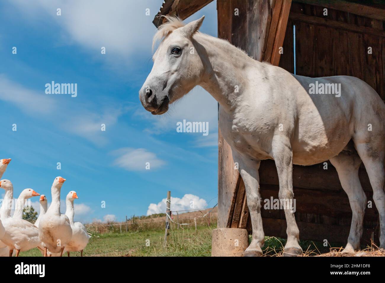 Farm animals in the countryside Stock Photo - Alamy