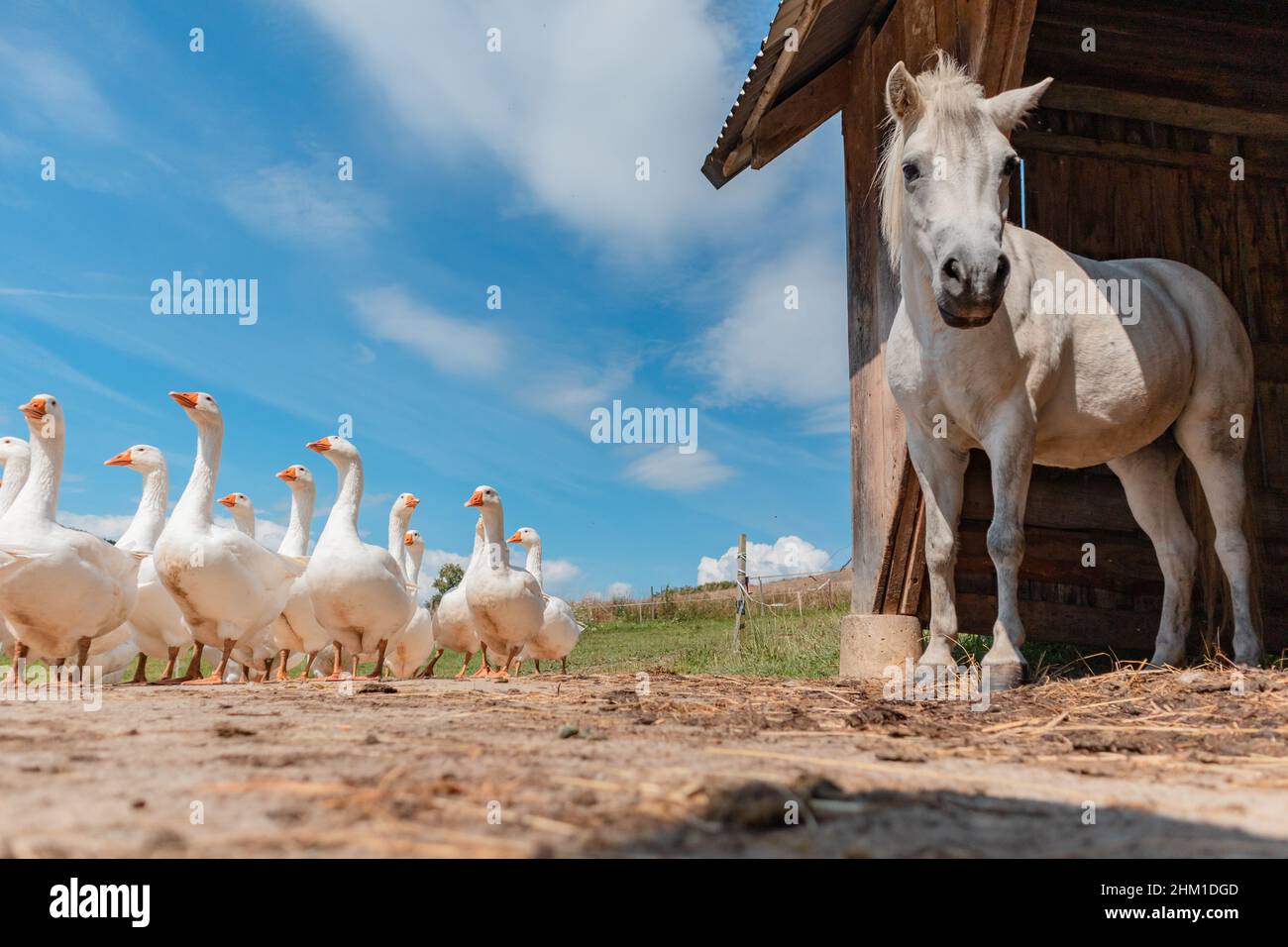 Farm animals in the countryside Stock Photo - Alamy