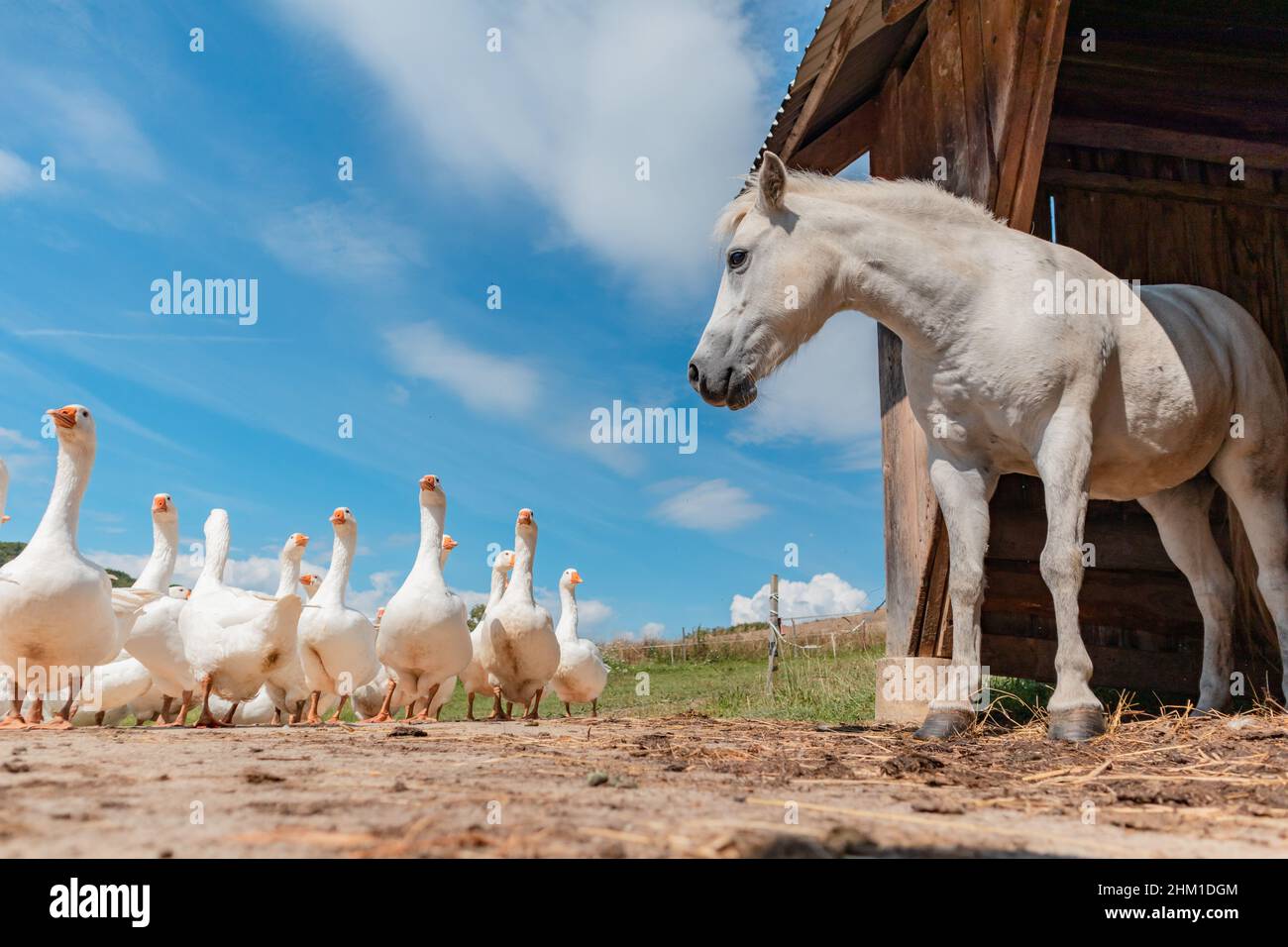 Farm animals in the countryside Stock Photo - Alamy
