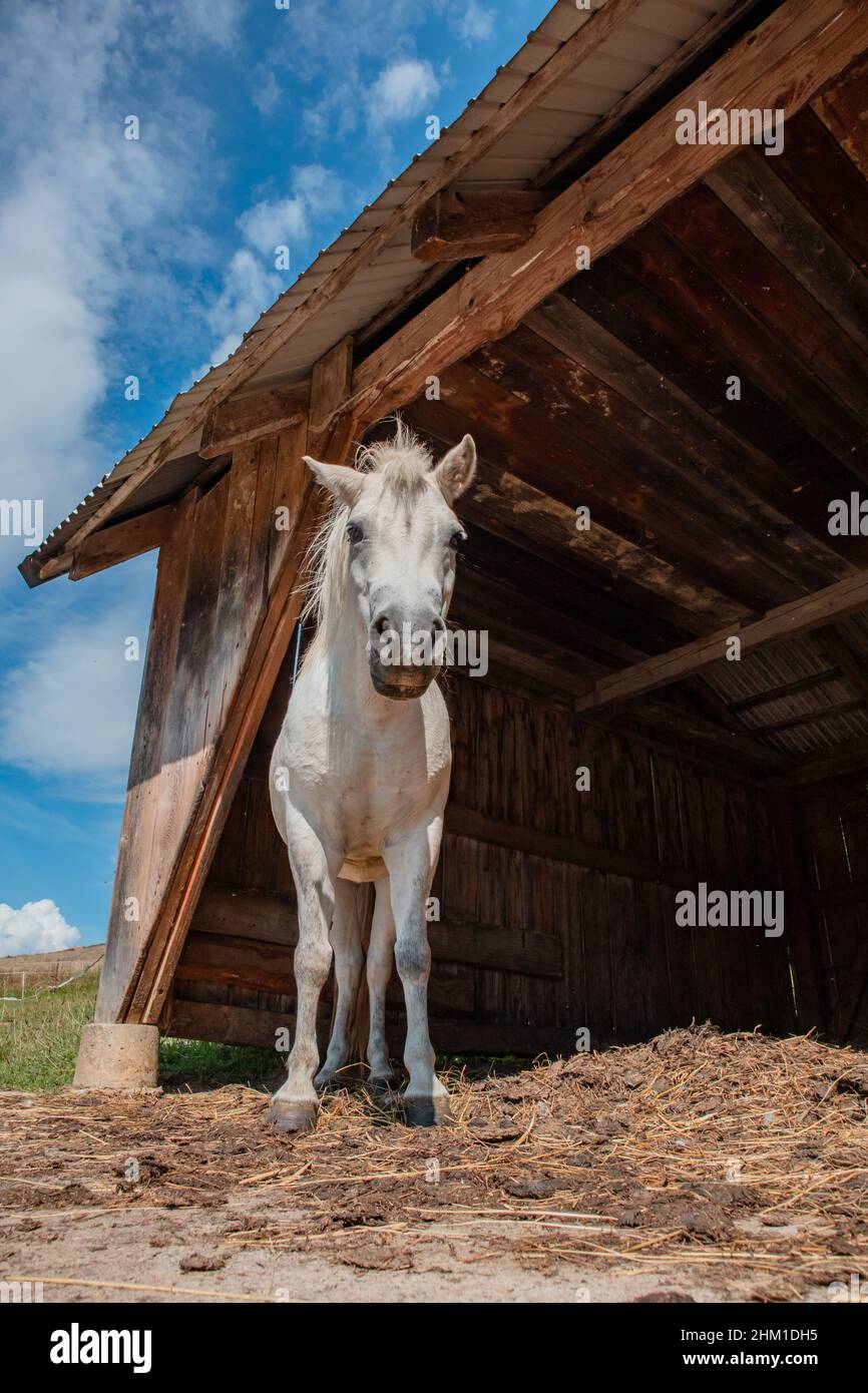 Farm animals in the countryside Stock Photo - Alamy