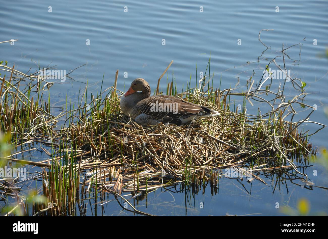 Greylag Goose, Anser anser, brooding in the nest Stock Photo - Alamy