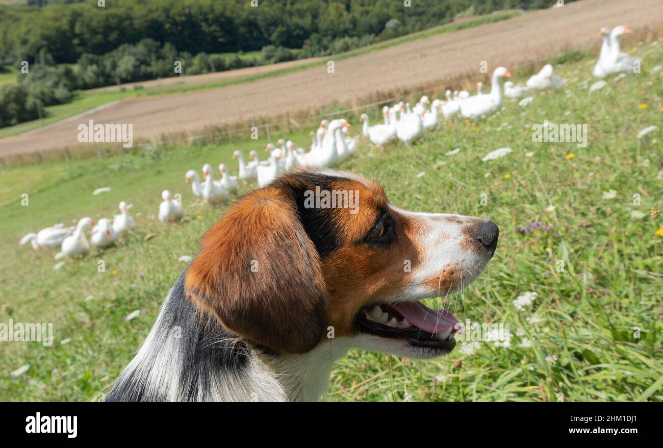 Farm animals in the countryside Stock Photo - Alamy