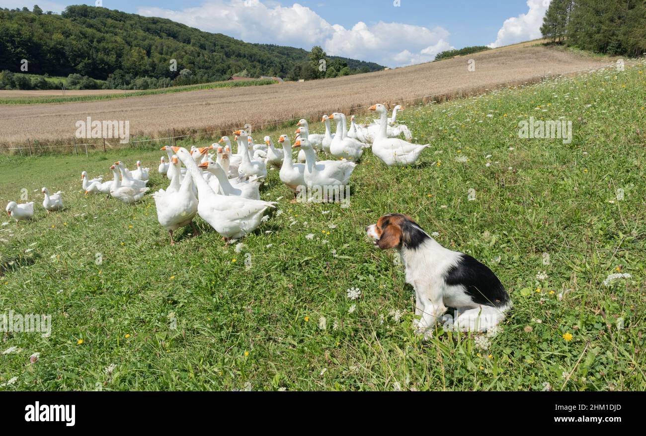 Group of animals one outside hi-res stock photography and images - Alamy