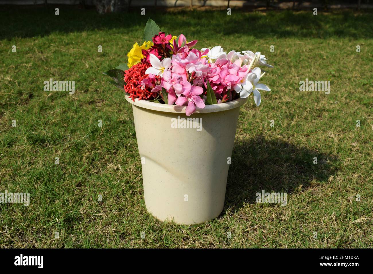Multicolor Flowers different types of colours and flowers in water ...