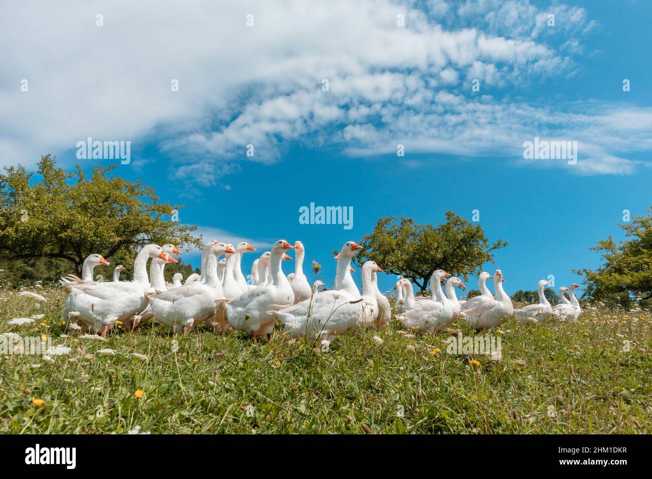 Farm animals in the countryside Stock Photo - Alamy