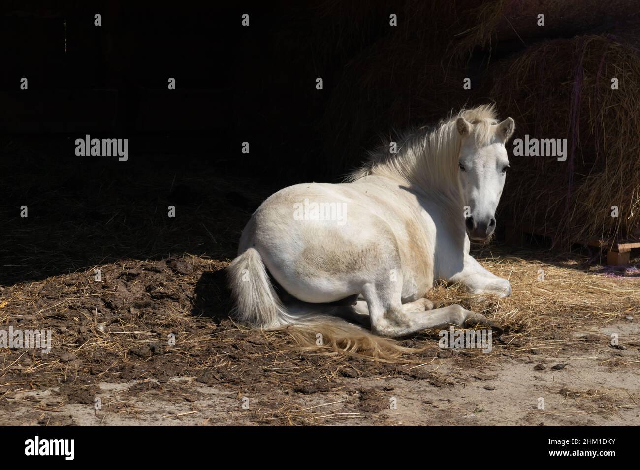 Farm animals in the countryside Stock Photo - Alamy