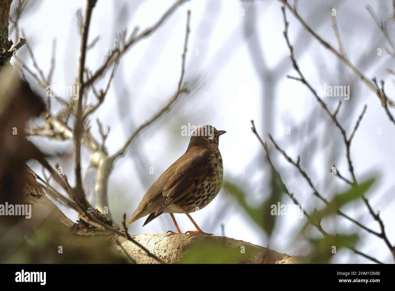 The common nightingale sits on a tree with an closed beak Stock Photo ...