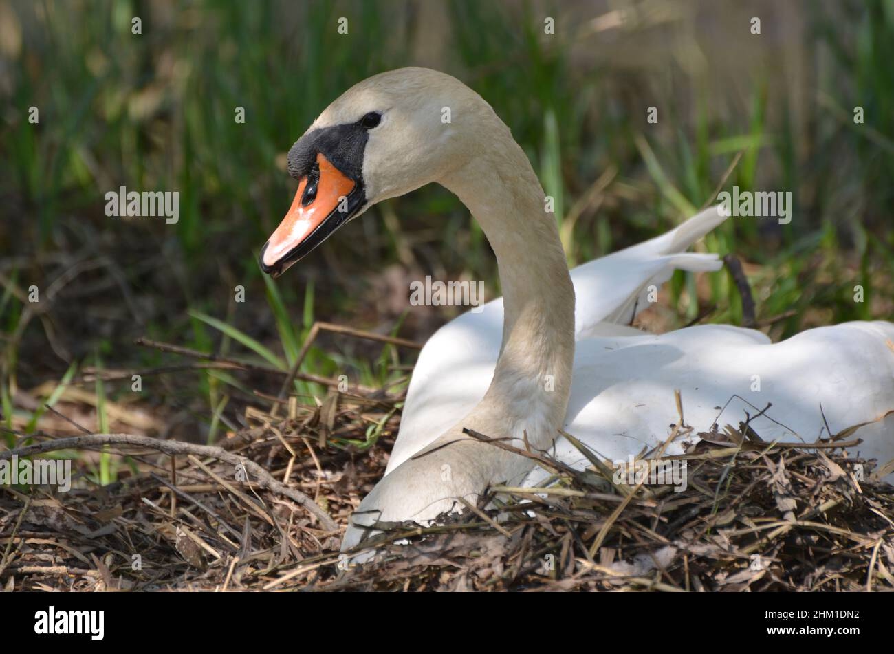 Brooding swan hi-res stock photography and images - Alamy