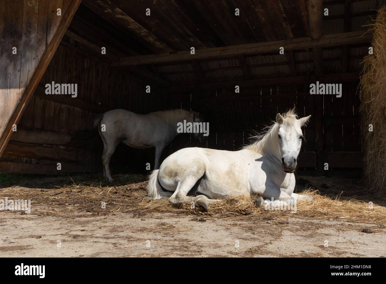 Farm animals in the countryside Stock Photo - Alamy