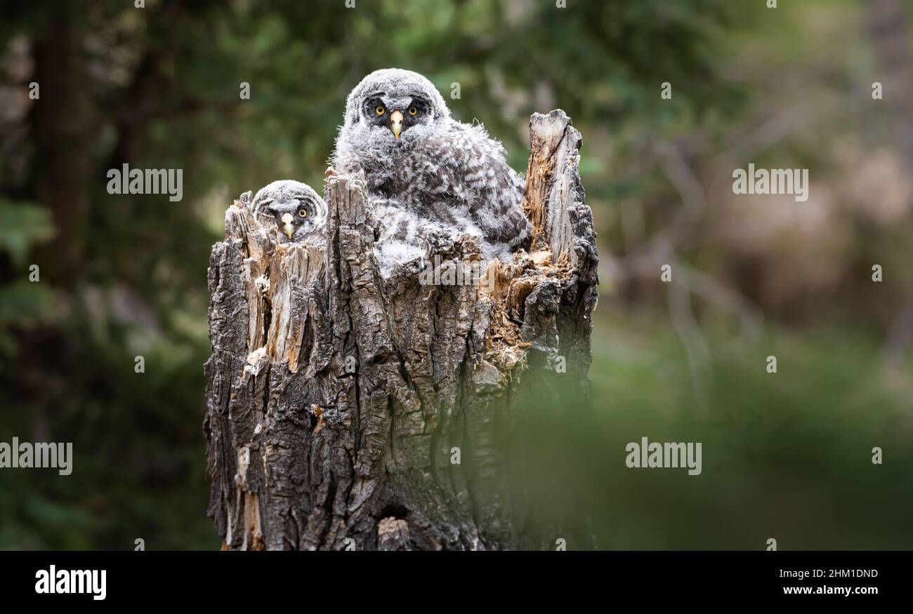 Great grey owl nest in the wild Stock Photo - Alamy