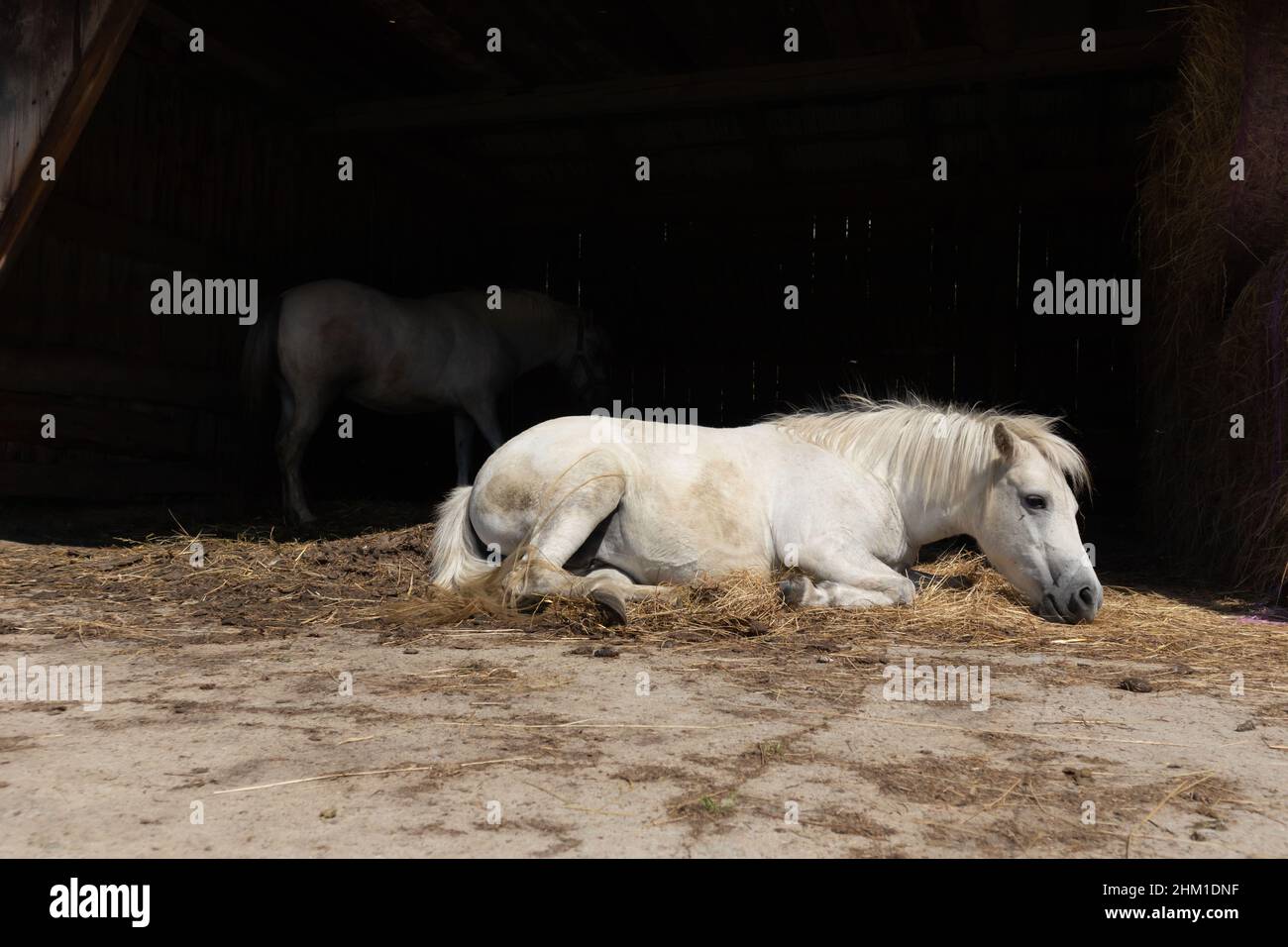 Farm animals in the countryside Stock Photo - Alamy