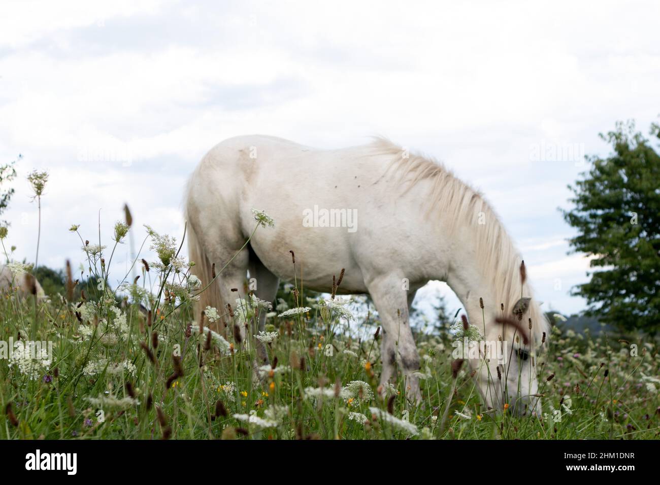 Farm animals in the countryside Stock Photo - Alamy