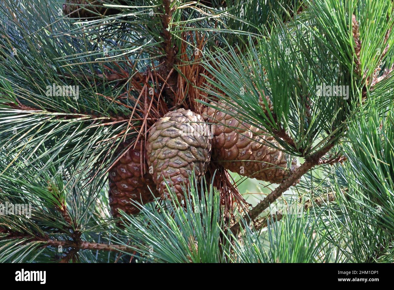 Caledonian pine with huge cones, at close range Stock Photo - Alamy